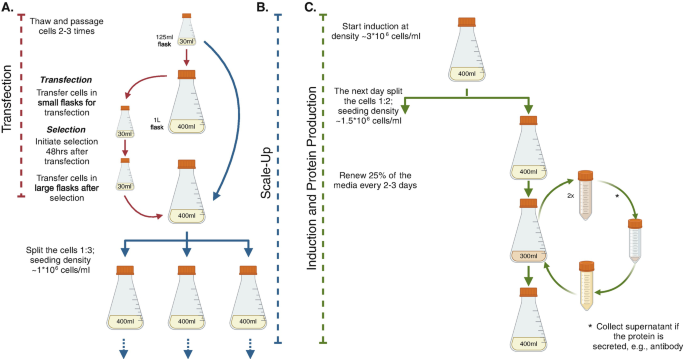 A Versatile Method for Inducible Protein Production in 293 Cells Using the PiggyBac Transposon ...