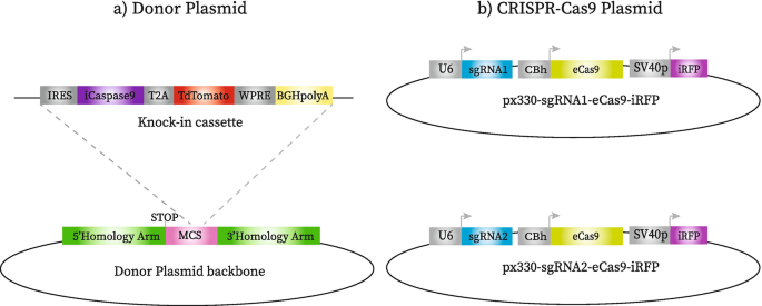 CRISPR Knock-Ins in Organoids to Track Tumor Cell Subpopulations ...