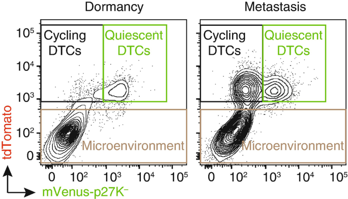 A Live Tracker of Dormant Disseminated Tumor Cells | SpringerLink