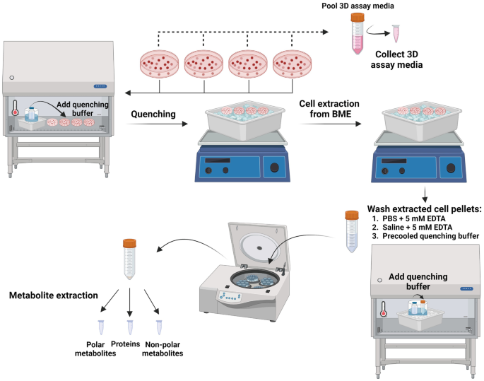 13C Tracer Analysis and Metabolomics in Dormant Cancer Cells | SpringerLink