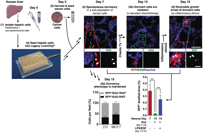 Modeling Tumor Cell Dormancy in an Ex Vivo Liver Metastatic Niche ...