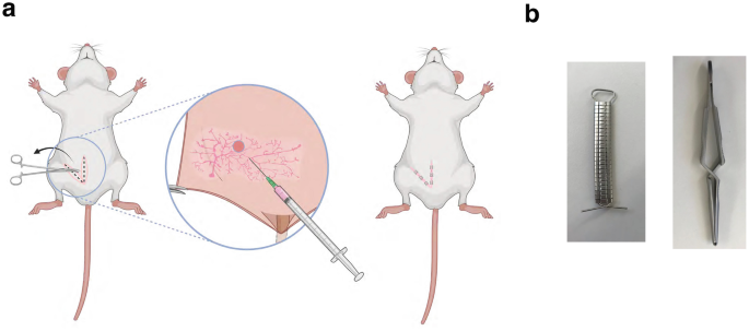 Establishing and Characterizing Chemotherapy-Induced Immunological ...