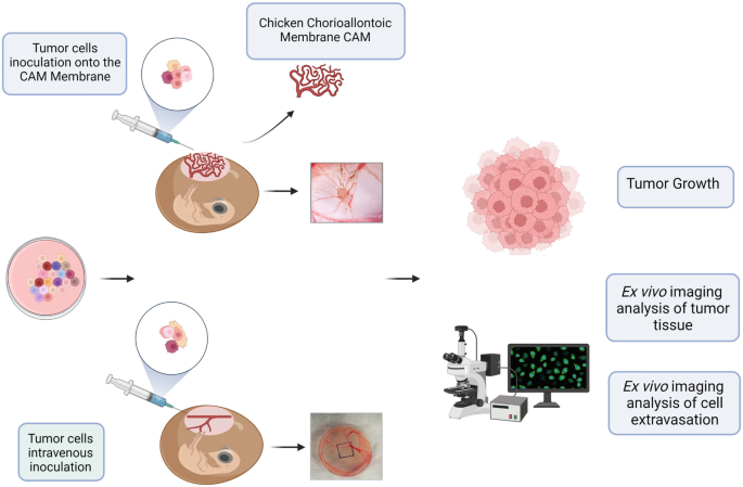 In Ovo Xenograft Model to Study Tumor Dormancy, Tumor Cell ...