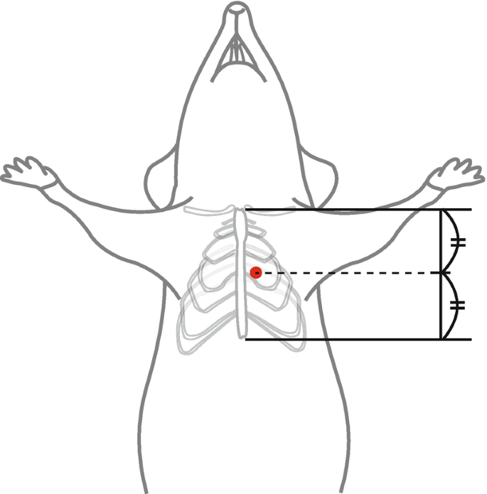 Intracardiac Injection Mouse Model to Study Cancer Cell Dormancy in ...