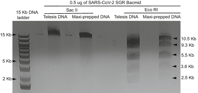 Large-Scale Culture and Plasmid Preparation Procedure for Low-Yield ...