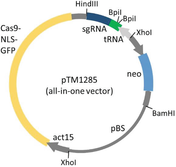 Discovery and Quantitative Dissection of Cytokinesis Mechanisms Using ...