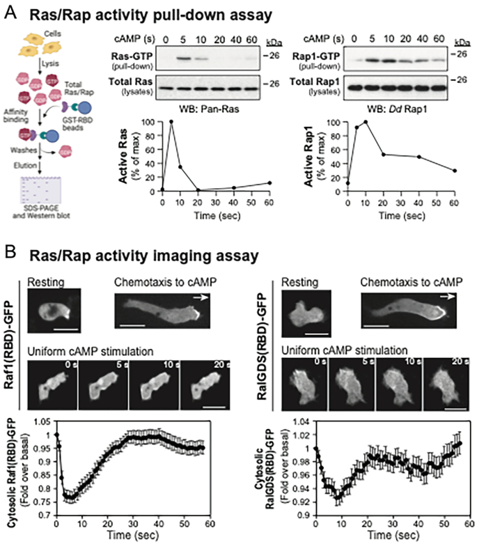 Evaluating the Activity of Ras/Rap GTPases in Dictyostelium | SpringerLink