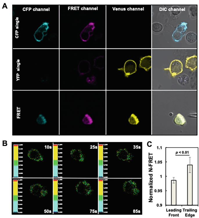 Quantitative Monitoring of GPCR-Mediated Spatiotemporal IP3 Dynamics ...