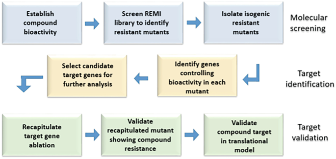 Mutation Screening of Dictyostelium Restriction Enzyme-Mediated ...