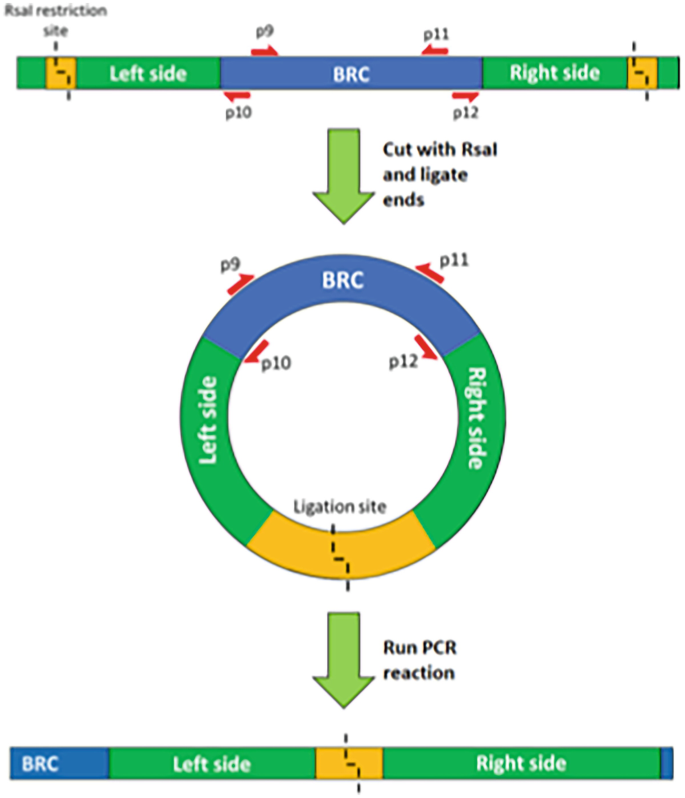 Mutation Screening of Dictyostelium Restriction Enzyme-Mediated ...