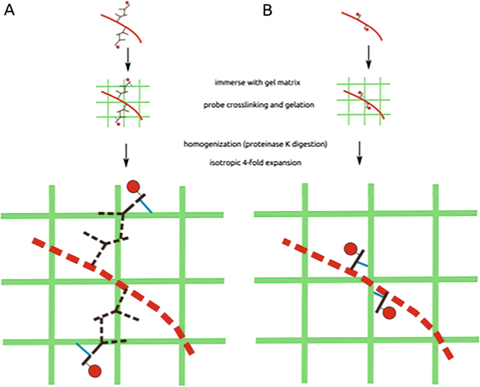 Superresolution Expansion Microscopy in Dictyostelium Amoebae ...
