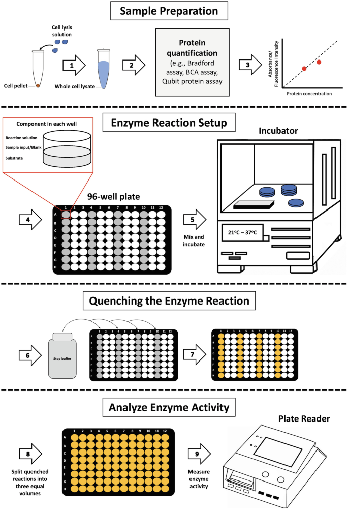 Assaying Lysosomal Enzyme Activity in Dictyostelium discoideum | SpringerLink