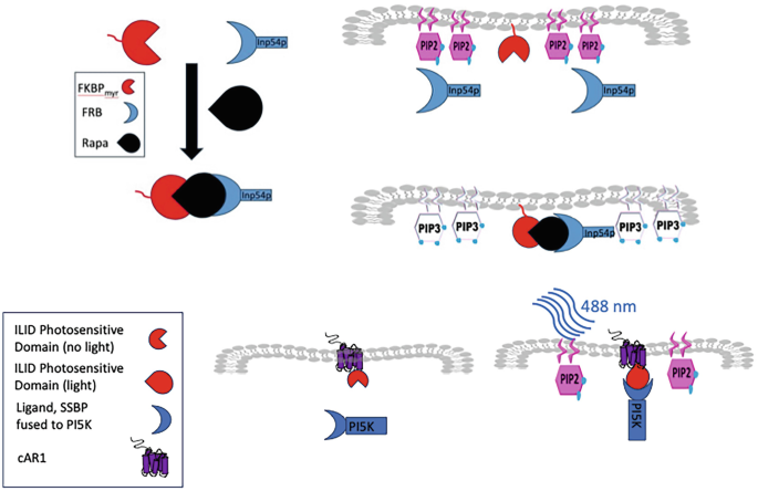Controlling the Subcellular Localization of Signaling Proteins Using ...