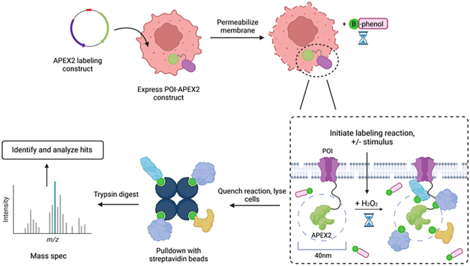 APEX2-Mediated Proximity Protein Labeling in Dictyostelium | SpringerLink