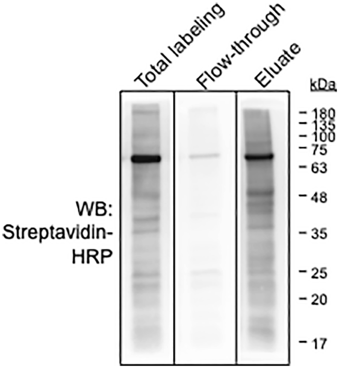 APEX2-Mediated Proximity Protein Labeling in Dictyostelium | SpringerLink