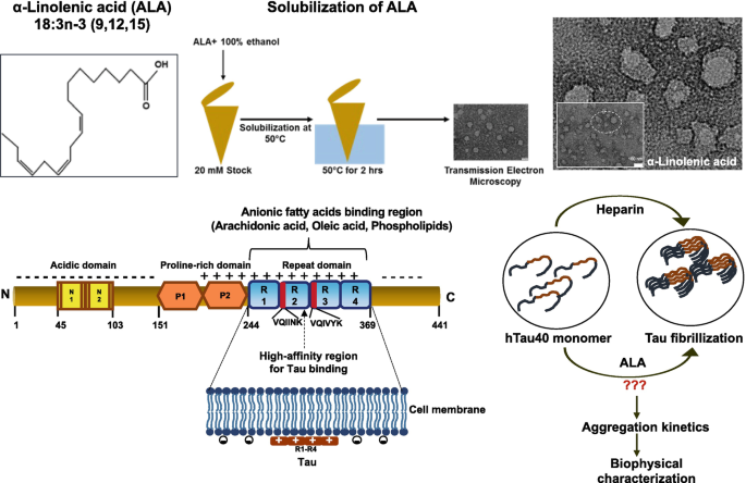 α-Linolenic Acid Vesicles-Mediated Tau Internalization in Microglia ...