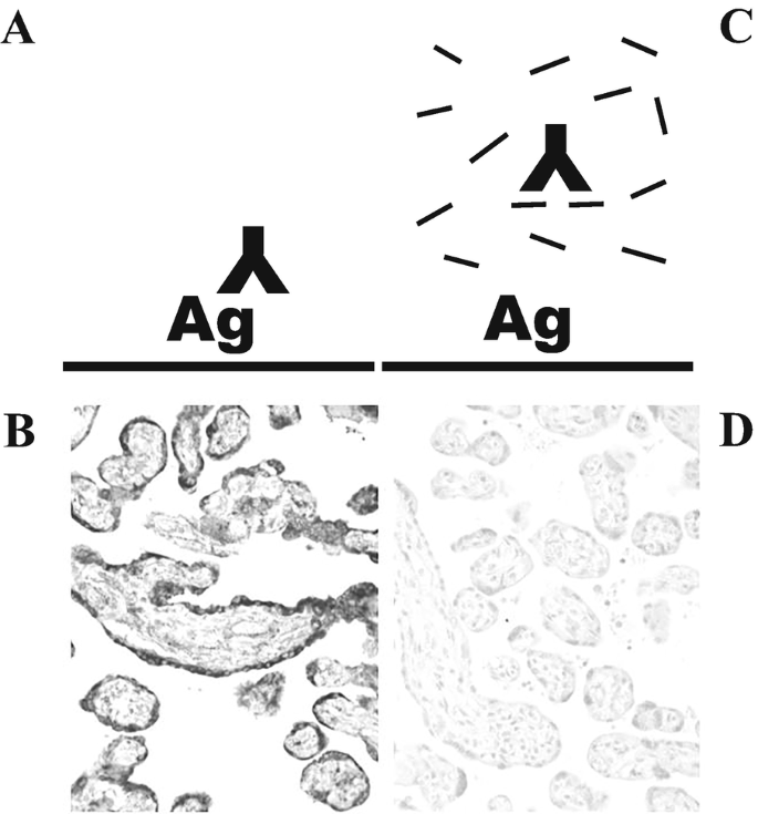 Cytochemical and Histochemical Staining with Peptide Antibodies ...