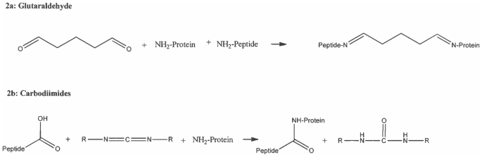 Peptide-Carrier Conjugation | SpringerLink