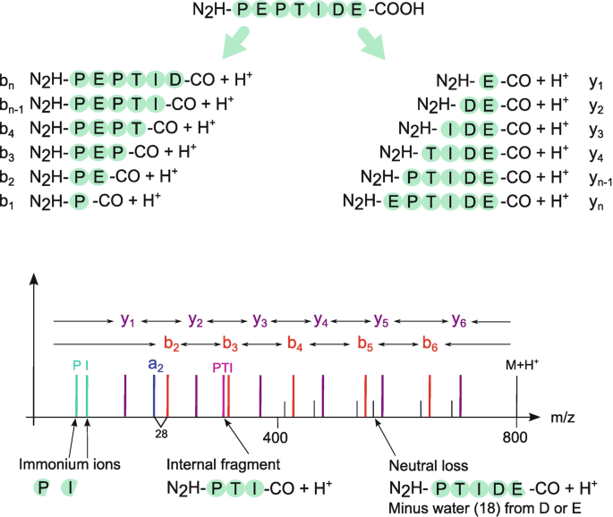 Interpretation of Tandem Mass Spectrometry (MS-MS) Spectra for Peptide Analysis | SpringerLink