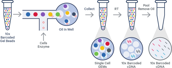 Sequencing: 10X Genomics 3′ HT Assay for Gene Expression | SpringerLink