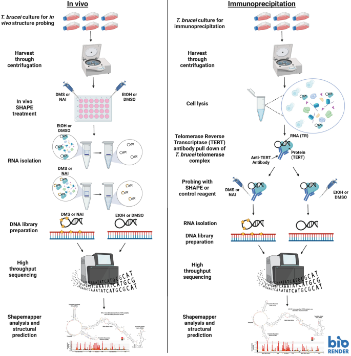 RNA Folding, Mutation, and Detection | SpringerLink