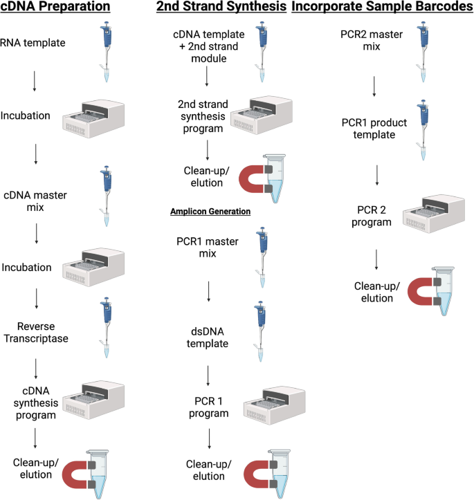 RNA Folding, Mutation, and Detection | SpringerLink
