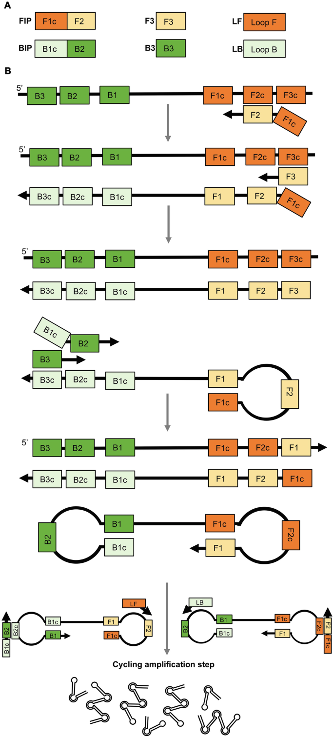Direct Detection of SARS-CoV-2 RNA in Saliva with Colorimetric RT-LAMP ...