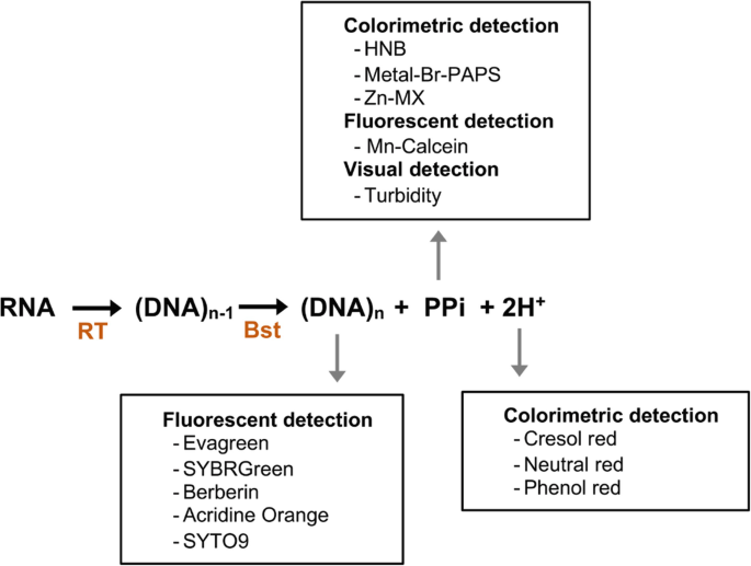 Direct Detection of SARS-CoV-2 RNA in Saliva with Colorimetric RT-LAMP ...