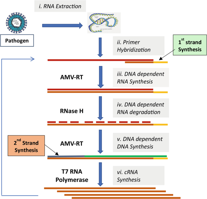 NASBA Coupled to Paper Microfluidics for RNA Detection | SpringerLink
