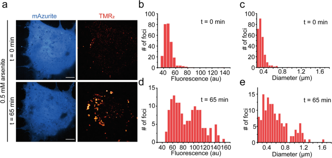 Single-Molecule RNA Imaging in Live Cells with an Avidity-Based ...