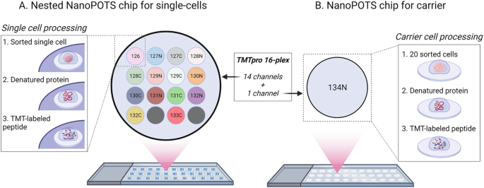 Microfluidic Sample Preparation for Multiplexed Single-Cell Proteomics Using a Nested Nanowell ...