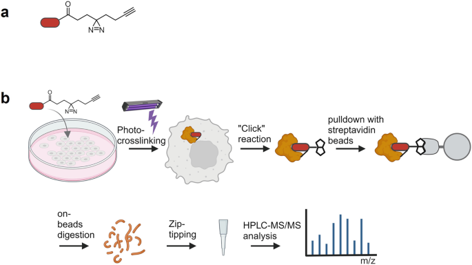 Using Photoreactive Probes to Identify Viable Drug Targets in Non-small ...