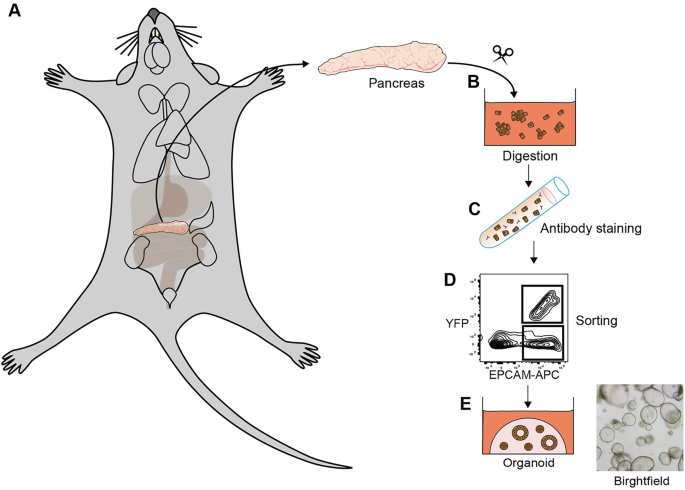 Unbiased Quantitative Proteomics of Organoid Models of Pancreatic ...