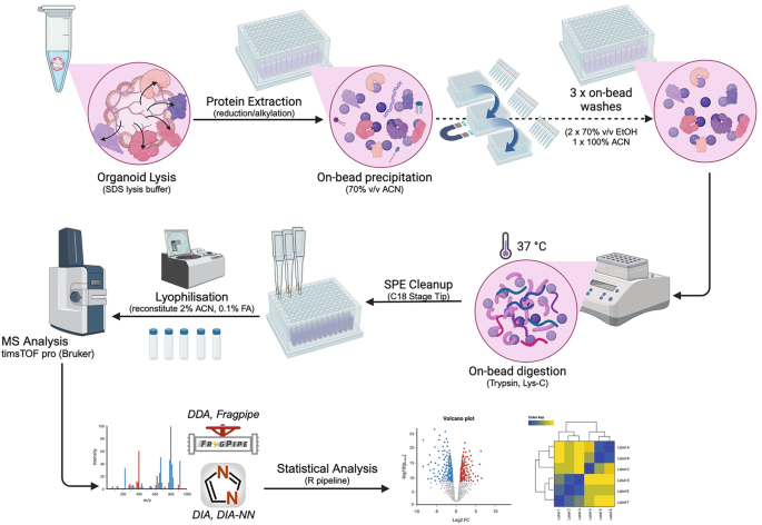 Unbiased Quantitative Proteomics of Organoid Models of Pancreatic ...