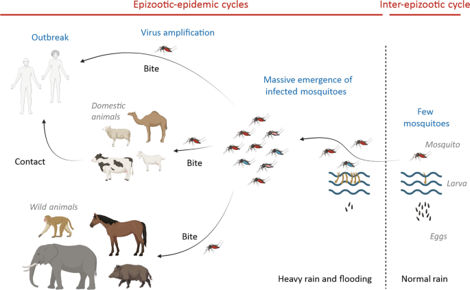 An Introduction to Rift Valley Fever Virus | SpringerLink