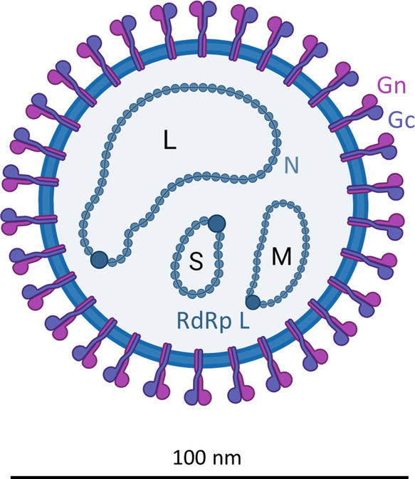 An Introduction to Rift Valley Fever Virus | SpringerLink