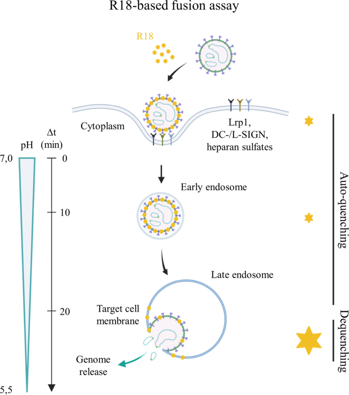Making Rift Valley Fever Viral Particles Fluorescent | SpringerLink