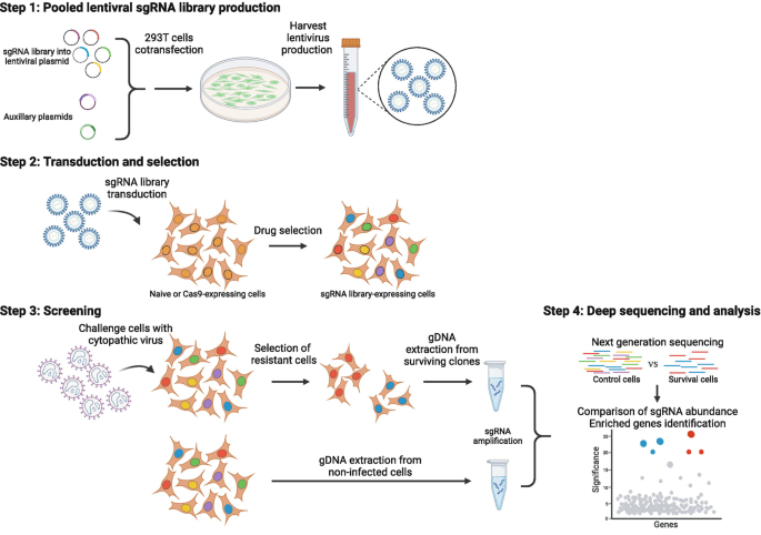 Genome-Wide CRISPR-Cas9 Screening for the Identification of Host ...