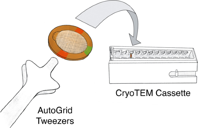 Preparation of Bunyavirus-Infected Cells for Electron Cryo-Tomography ...
