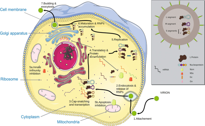 The Phlebovirus Ribonucleoprotein: An Overview | Springer Nature Link ...