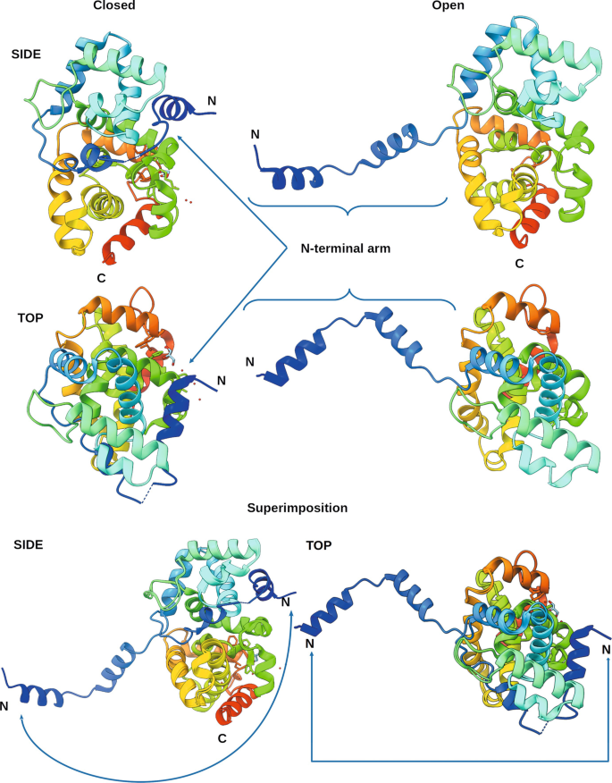 The Phlebovirus Ribonucleoprotein: An Overview | Springer Nature Link (formerly SpringerLink)