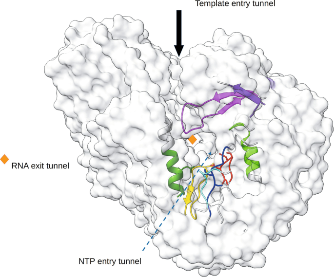 The Phlebovirus Ribonucleoprotein: An Overview | SpringerLink