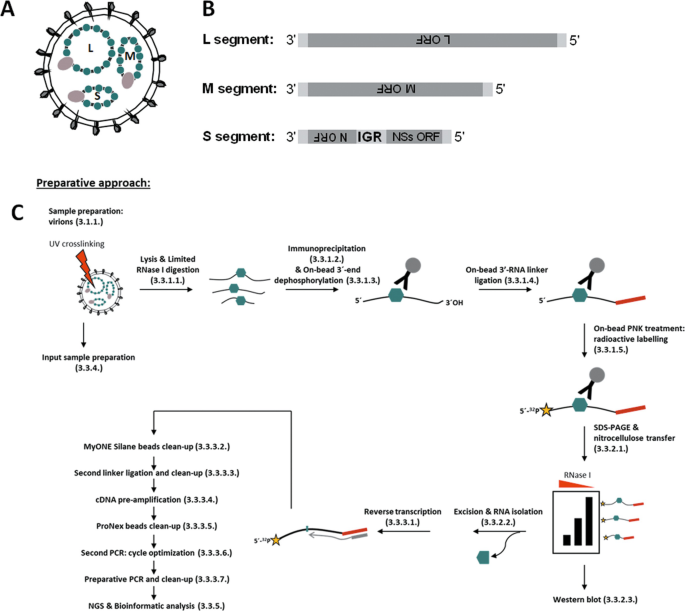 Nucleotide Resolution Mapping of Rift Valley Fever Virus Nucleoprotein ...
