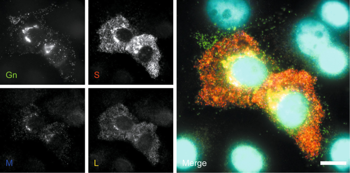 Single-Molecule Visualization of Bunyavirus Genome Segments Using ...