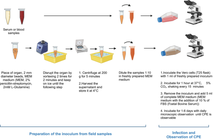 Isolation of Rift Valley Fever Virus from Field Specimens Using Cell ...