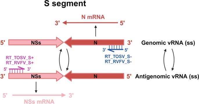 Analysis of Negative-Strand RNA Viruses by RT-qPCR: Rift Valley Fever ...