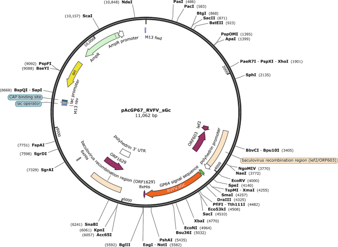 Expression and Purification of RVFV Glycoprotein C for Structural ...