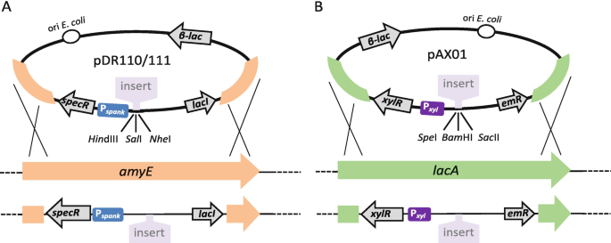Genetic Engineering of Bacillus subtilis Using Competence-Induced ...