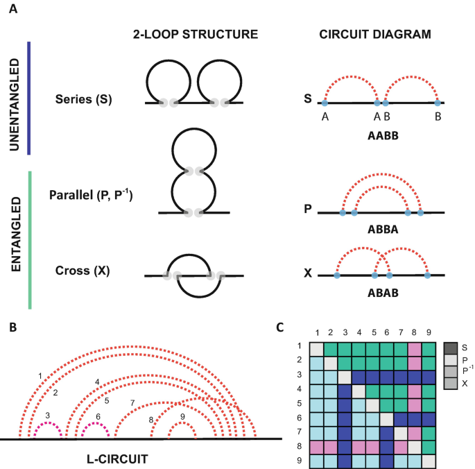 Circuit Topology Analysis of Single-Cell HiC Data | SpringerLink