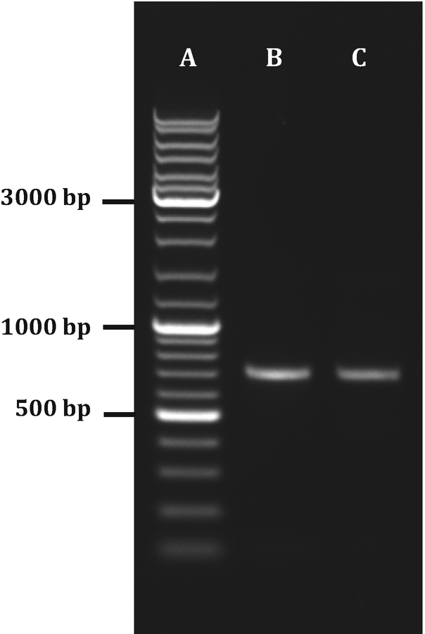 Quantitative Determination of DNA Bridging Efficiency of Chromatin ...
